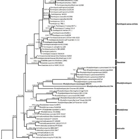 Figure Maximum Likelihood Tree Inferred From The Its And Nlsu Combined