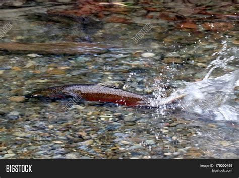 Spawning Coho Salmon Image And Photo Free Trial Bigstock