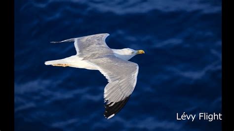 Lévy Flight YouTube