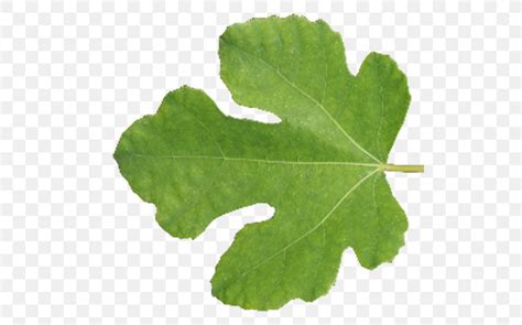 Leaf Tree Texture Mapping Blender Png 512x512px 3d Computer Graphics