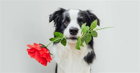 40 Incredibly Corny And Naughty Valentines Day Jokes