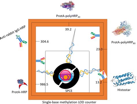 Amperometric Based Biosensor For Detecting Regional Dna Methylation Download Scientific Diagram