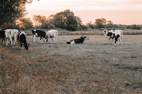 소 떼가 새벽에 초원에서 풀을 뜯고 풀을 먹습니다 Holstein Friesian Cattle흑백 반점이있는 젖소 축산과 농업