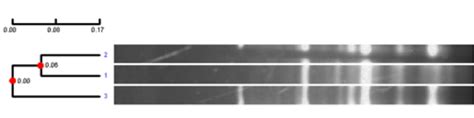 Dendrogram Showing Genetic Relationship Among Three Selected Cultivars Download Scientific Diagram