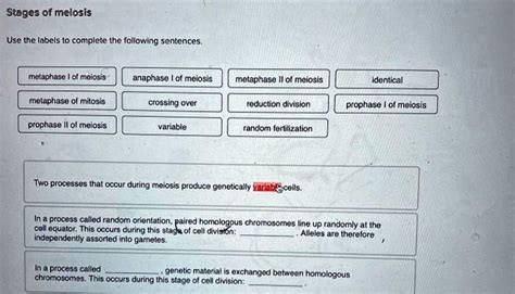 Solved Stages Of Melosis Use The Labels To Complete The Following Sentences Motachase