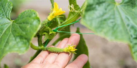 Як правильно висаджувати розсаду огірків — коли садити огірки у травні 2023 як садити огірки Nv