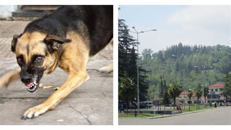 ძაღლი რომელმაც მარტვილში 13 ადამიანი დაკბინა მოკვდა