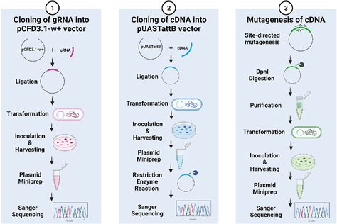 Figure 2 From Crisprcas9 Mediated Tissue Specific Knockout And Cdna Rescue Using Sgrnas That