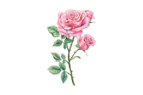 Watercolor Pink Rose Flower Bouquet Graphic By Nayem Khan · Creative