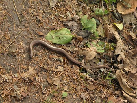 Anguis Fragilis By Tabrysia On Deviantart