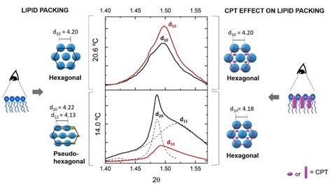 Wide Angle X Ray Diffraction Waxs Patterns Of Dmpc Black Or Dmpc Download Scientific