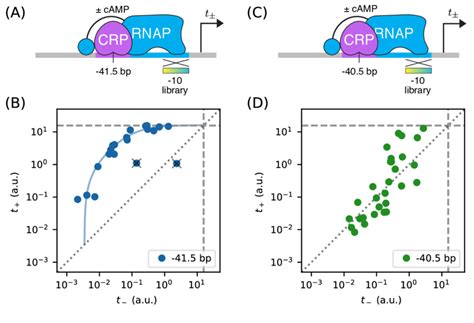 Surprises In Class Ii Regulation By Crp A Regulation By Crp Centered