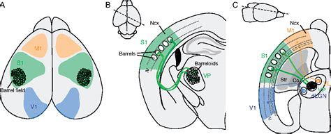 Figure 3 From Map Transfer From The Thalamus To The Neocortex Inputs