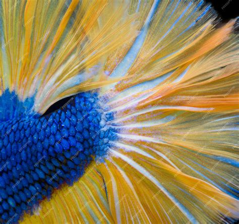 하프 문 베타 물고기 샴 싸우는 물고기 물고기의 움직임을 포착 Betta Splendens 프리미엄 사진