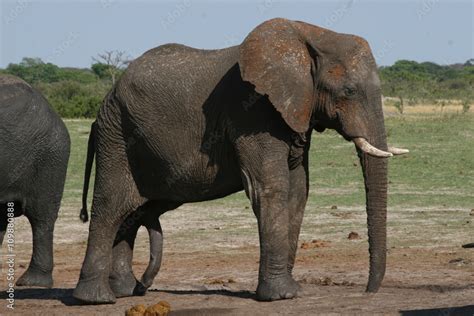 Male Elephant With An Erection Of The Penis Hwange National Park