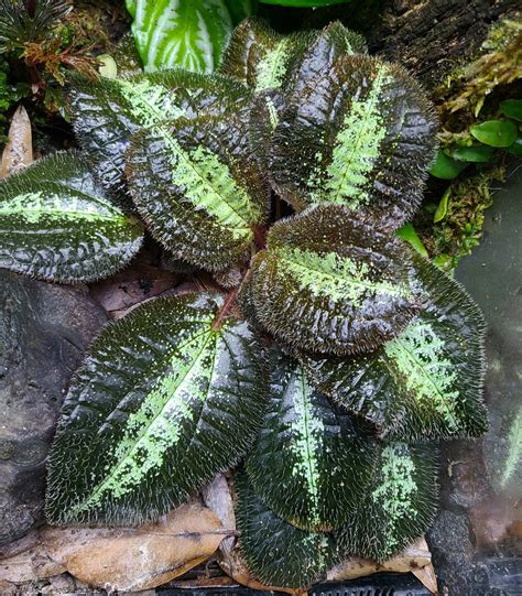 Bertolonia Ovata — Frogdaddy