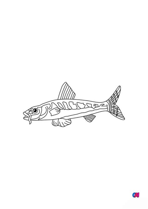 Coloriages Danimaux à Imprimer Poisson Goujon