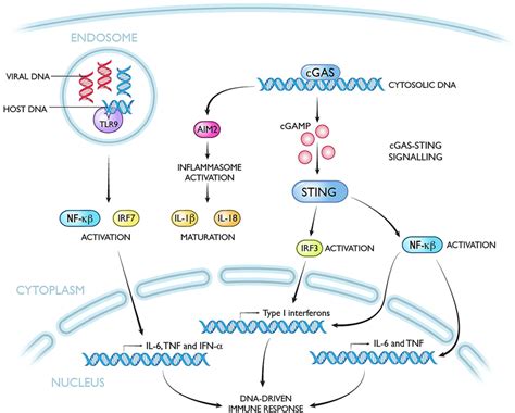 Pathways For Stimulating Immune Activation By DNA The Figure