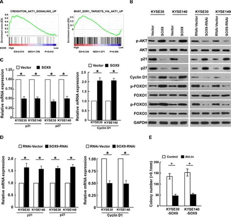 Upregulation Of Sex Determining Region Y Box 9 Sox9 Promotes Cell