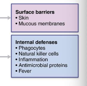 Immune System Flashcards Quizlet