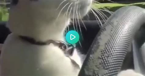 I Aint Going To No Vet Album On Imgur