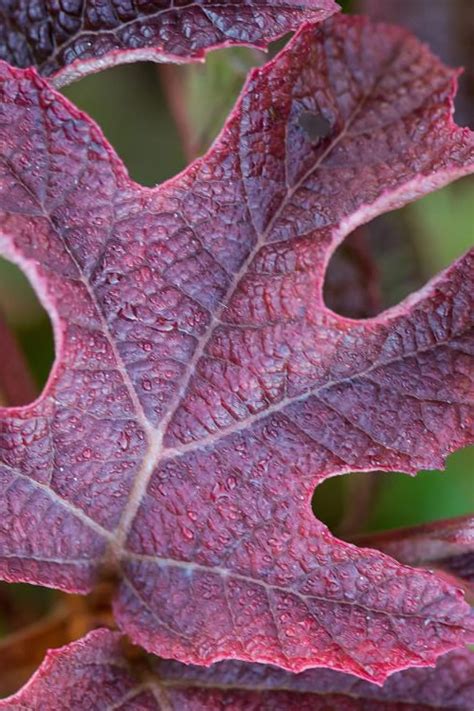 Buy Jetstream Oakleaf Hydrangea For Sale Online From Wilson Bros Gardens