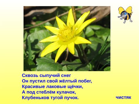 Первоцветы