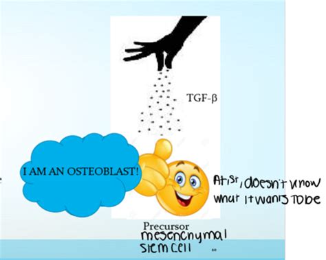Msk Block 1 Patho Structure And Function Of Bones Flashcards Quizlet