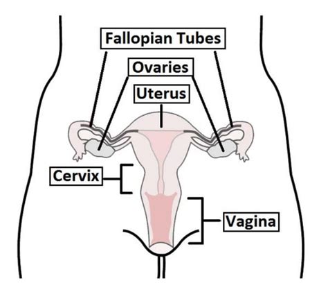 Gross Anatomy Of The Vagina Flashcards Quizlet