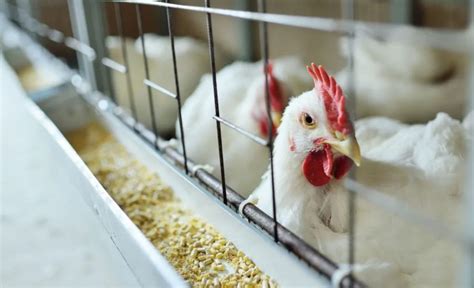 Nova Variante De Gripe H5n1 Encontrada No Nevada Dairy Worker Edairy