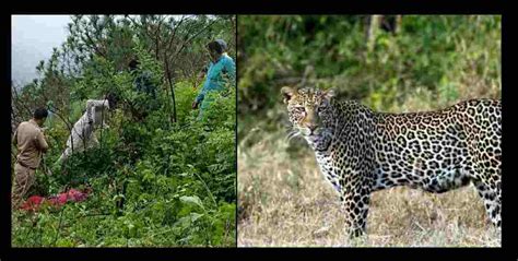उत्तराखंड गुलदार के हमले से ग्रामीण की मौत जंगल में मिला क्षत विक्षत