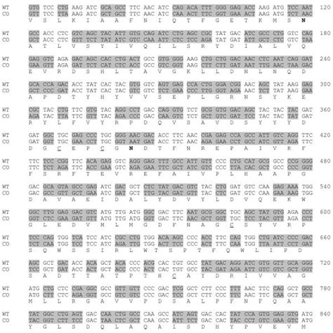 Codon Adaptation Of The Used Synthetic Dnase I Gene As The Codon Bias