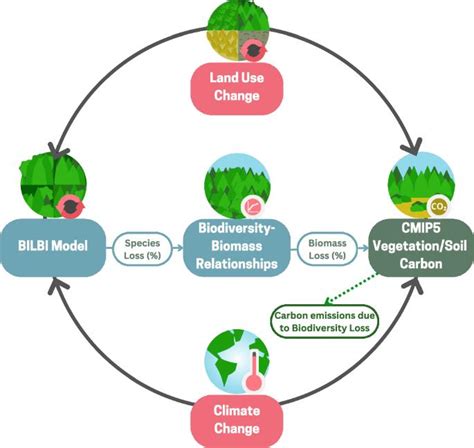 Biodiversity Loss Reduces Global Terrestrial Carbon Storage Nature
