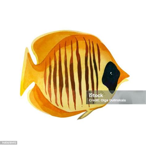 열대어 갈색 줄무늬와 머리에 어두운 점이 있는 밝은 노란색 산호 물고기의 수채화 그림 흰색 배경에 수채화로 손으로 그렸습니다