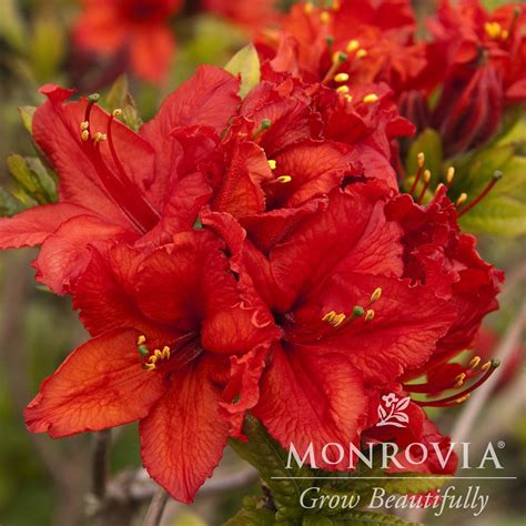 Azalea X Red Sunset ~ Monrovia® Red Sunset Azalea Exbury Hybrid Servescape