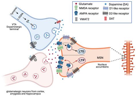Cells Free Full Text Dopamine The Neuromodulator Of Long Term