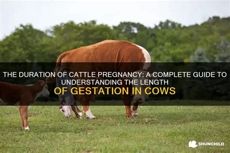 The Duration Of Cattle Pregnancy A Complete Guide To Understanding The