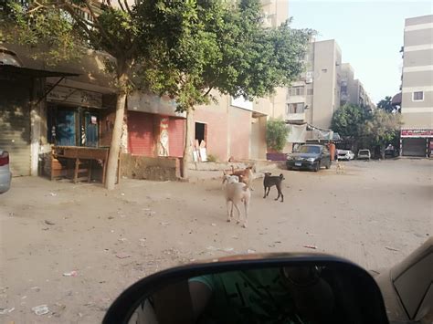 صور شكوى من انتشار الكلاب الضالة بشوارع صقر قريش فى مدينة نصر اليوم