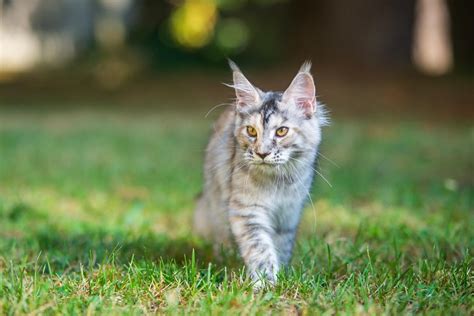Gato Maine Coon Características Carácter Y Salud Con Fotos