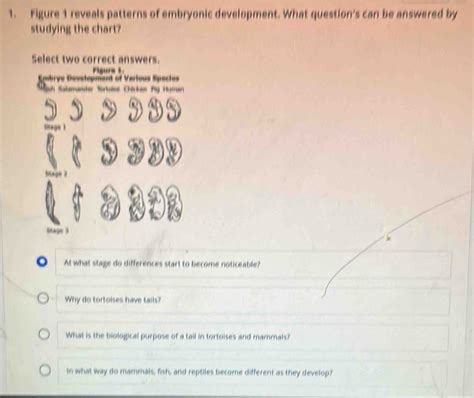 Solved 1 Figure 1 Reveals Patterns Of Embryonic Development What