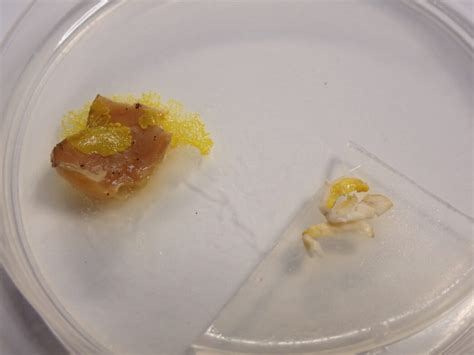 キノコを食べる粘菌 南方熊楠記念館
