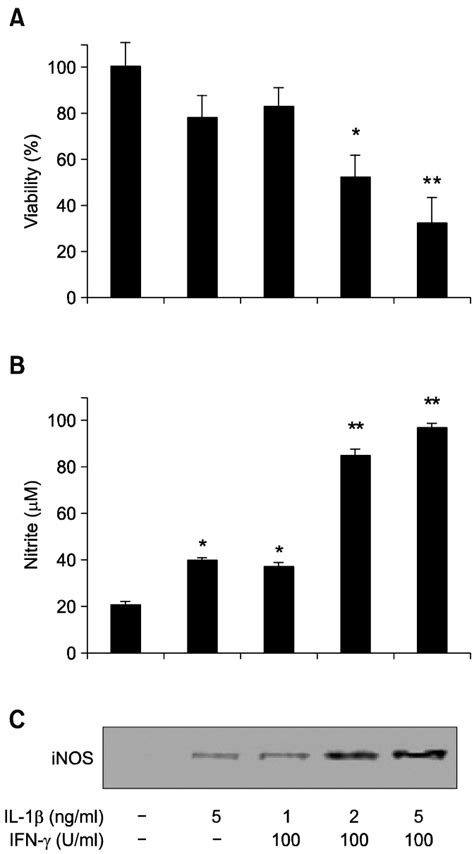 Cytokine Induced Viability No Production And Inos Expression In Rin