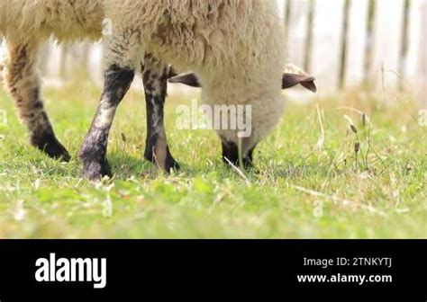 Cute sheep with thick wool eats grass on the lawn, close-up. Sheep eat grass in pasture, farm ...