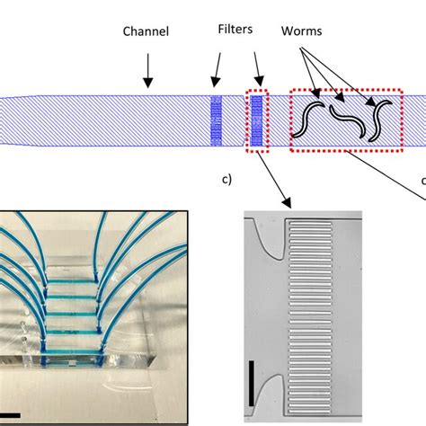 Microfluidic Device For High Resolution Imaging Of E Coli Op50 In The Download Scientific