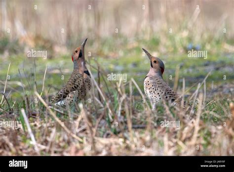 Woodpecker Mating Dance Hi Res Stock Photography And Images Alamy