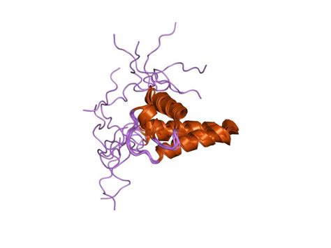 Dna Polymerase Beta Dna Polymerase Iv