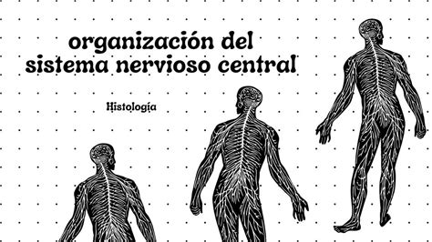 HISTO SISTEMA NERVIOSO CENTRAL XIMENA PAOLA UDocz