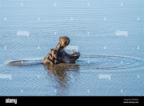 Hippopotamus Underwater Mouth Open Hippo Is Underwater Head Above