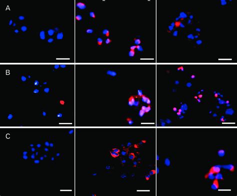 Small Medium And Large Sized Cell Clusters Of The Control And Its Download Scientific