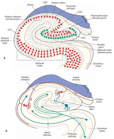 Human Hippocampus Layers